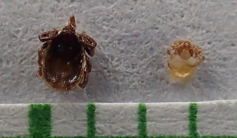 Klíště.cz – Life cycle of ticks