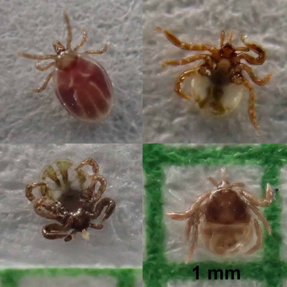 Klíště.cz – Life cycle of ticks