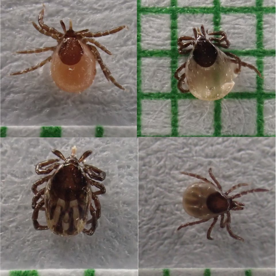 Klíště.cz – Life cycle of ticks